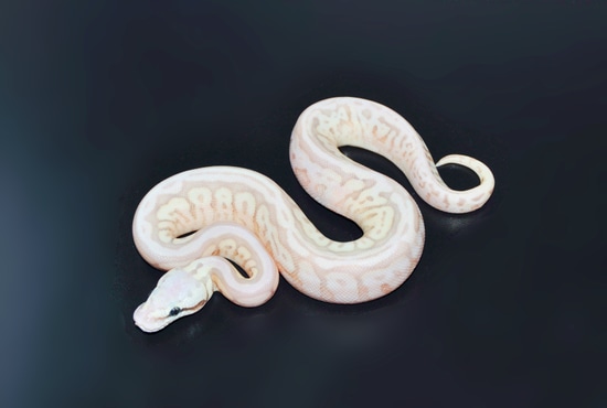 Killer Queen Bee Enchi Yellow Belly Leopard Ghost Ball Python by Marki Reptiles