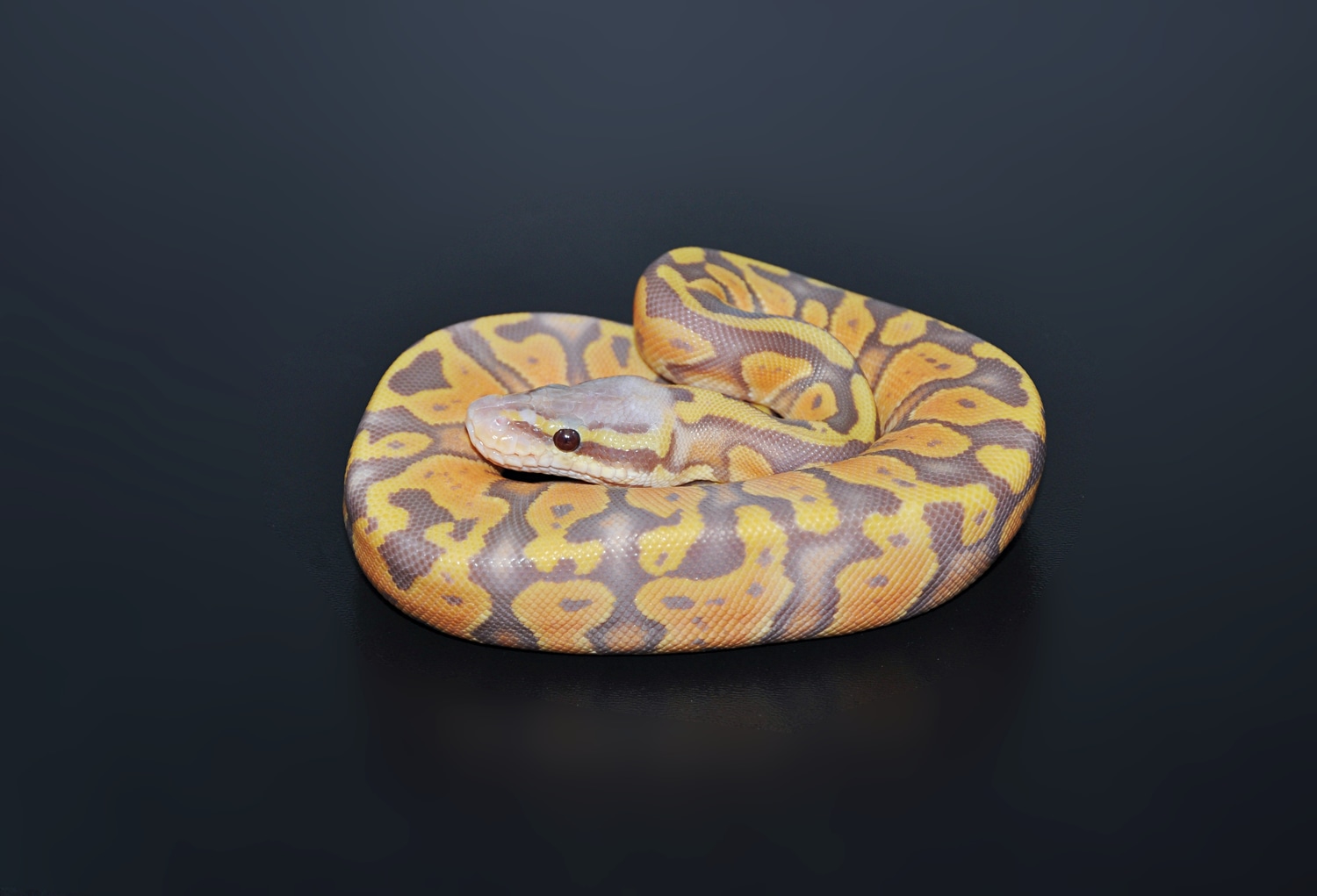 Super Pastel Ultramel Ghost Ultraglow Ball Python by Marki Reptiles ...