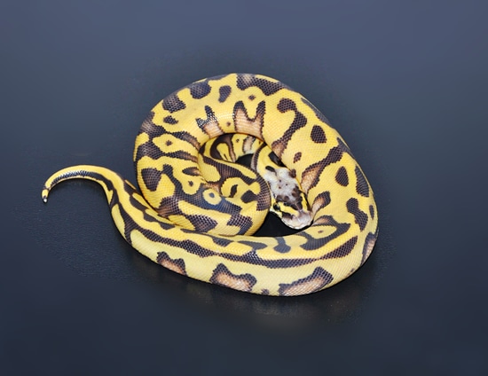Pastel Yellow Belly Enchi Leopard Het Ghost Ball Python by Marki Reptiles