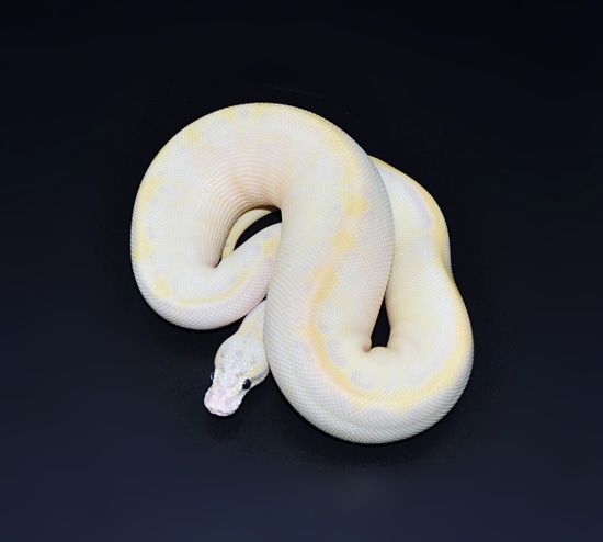 Pastel Leopard Ivory Ball Python by Marki Reptiles