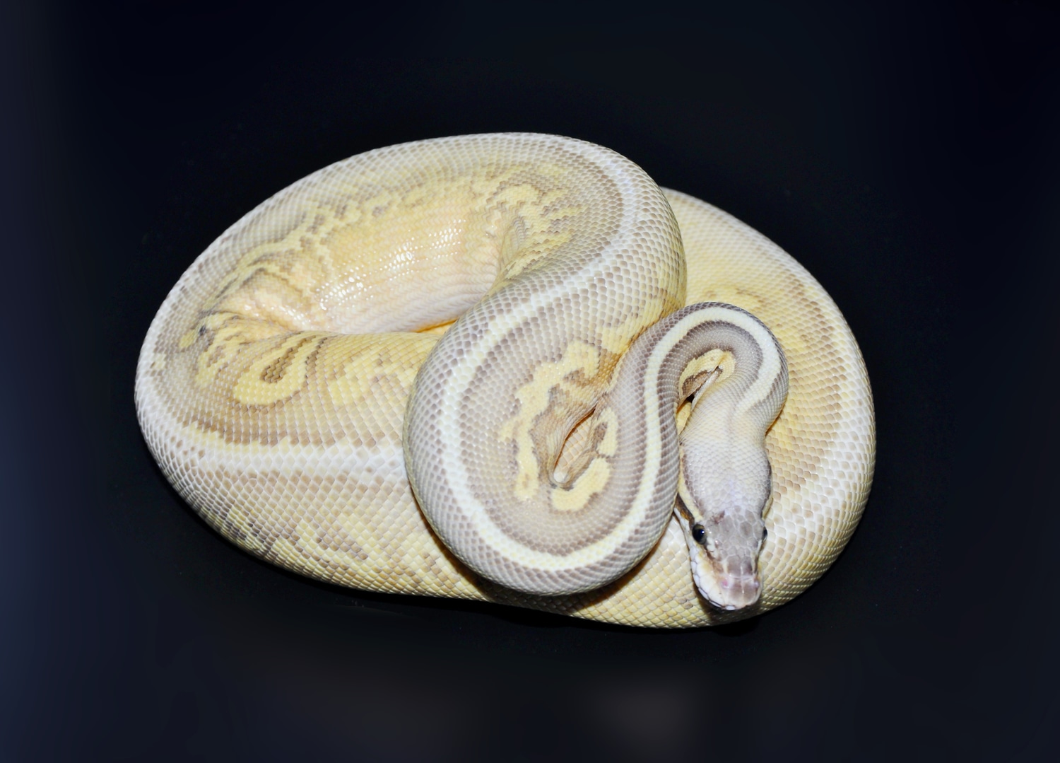 Super Pastel Butter Leopard Calico Het Ghost Ball Python by Marki ...