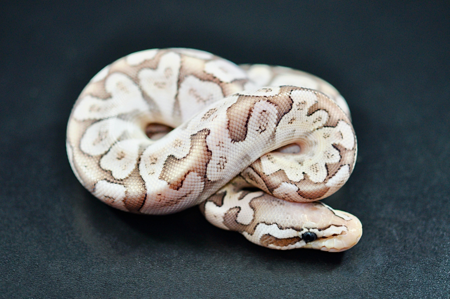 Bamboo Pastel Yellowbelly Ball Python by Marki Reptiles - MorphMarket