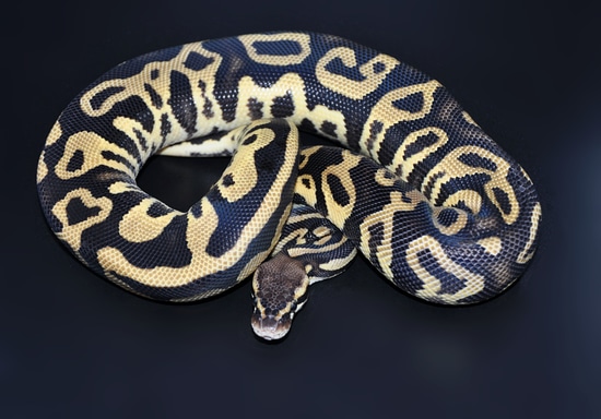 Leopard Pastel Het Ghost Ball Python by Marki Reptiles
