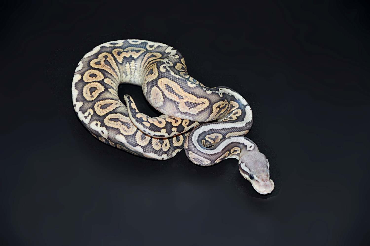 Ghost Spotnose Pewter Ball Python by Marki Reptiles - MorphMarket