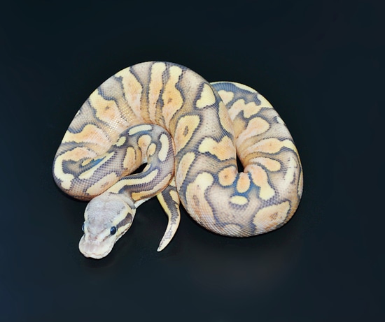 Superfly Calico Ghost Ball Python by Marki Reptiles