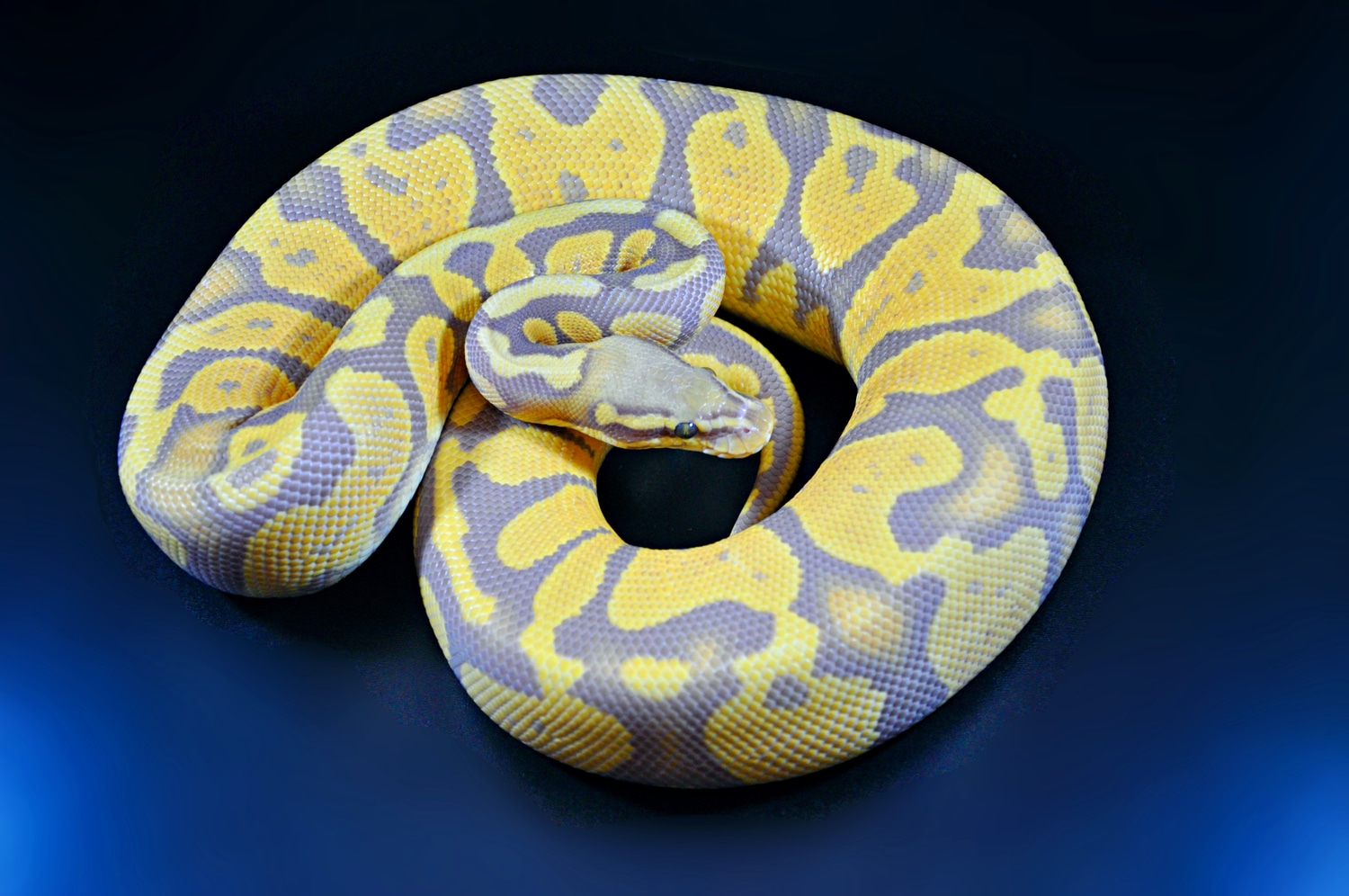 Ultramel Ghost Super Pastel Ball Python by Marki Reptiles - MorphMarket