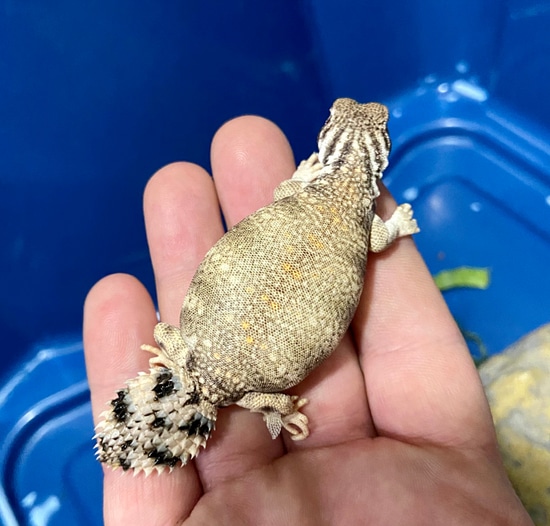 Cb Trio Blue Thomasi Uromastyx by Marki Reptiles