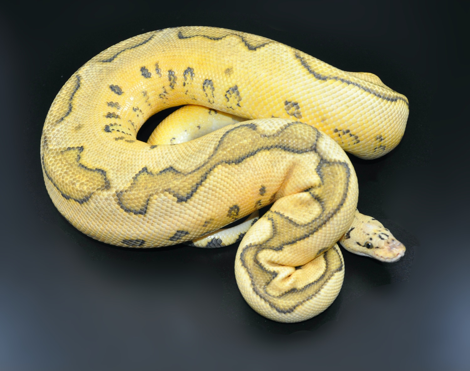 Enchi Killer Clown Ball Python by Marki Reptiles - MorphMarket