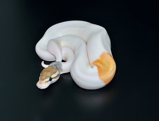 Pastel Mojave Pied Ghost Ball Python by Marki Reptiles
