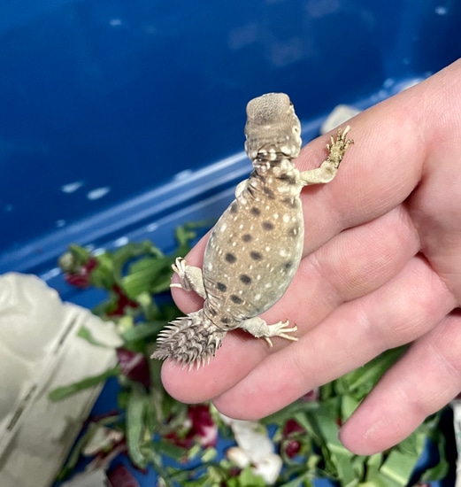 US CB U.princeps Uromastyx by Marki Reptiles