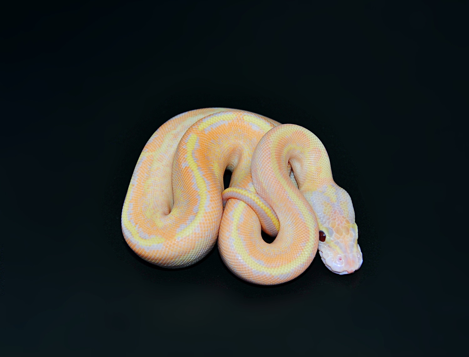 Ultramel Puma Ball Python by Marki Reptiles - MorphMarket
