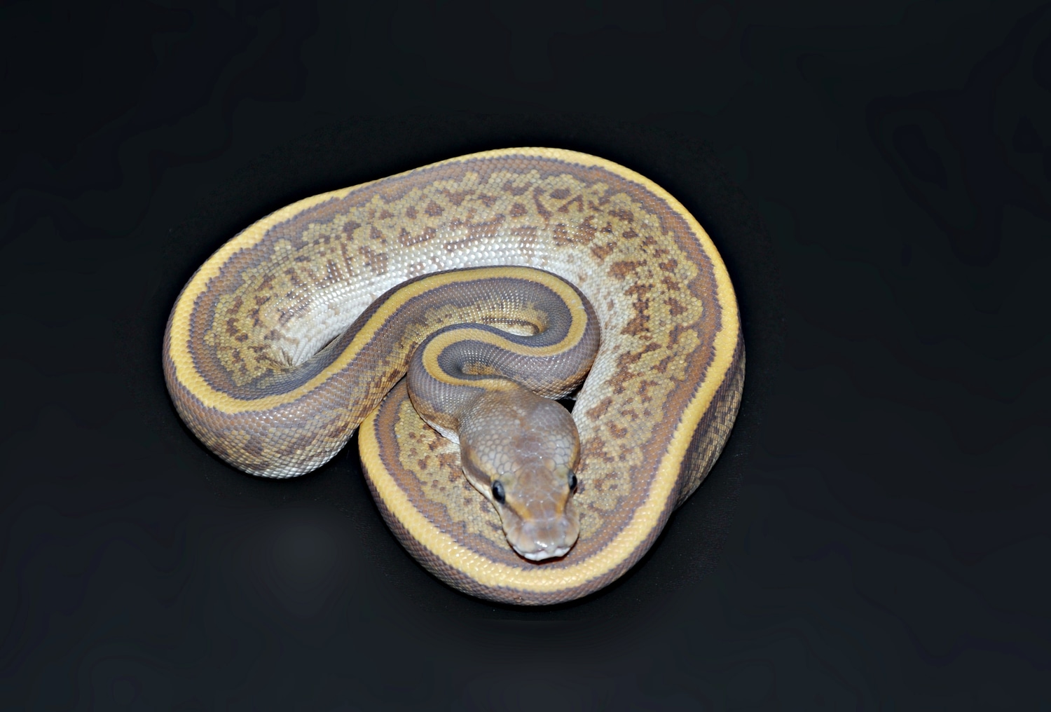 Jigsaw Leopard Ghost Ball Python by Marki Reptiles - MorphMarket