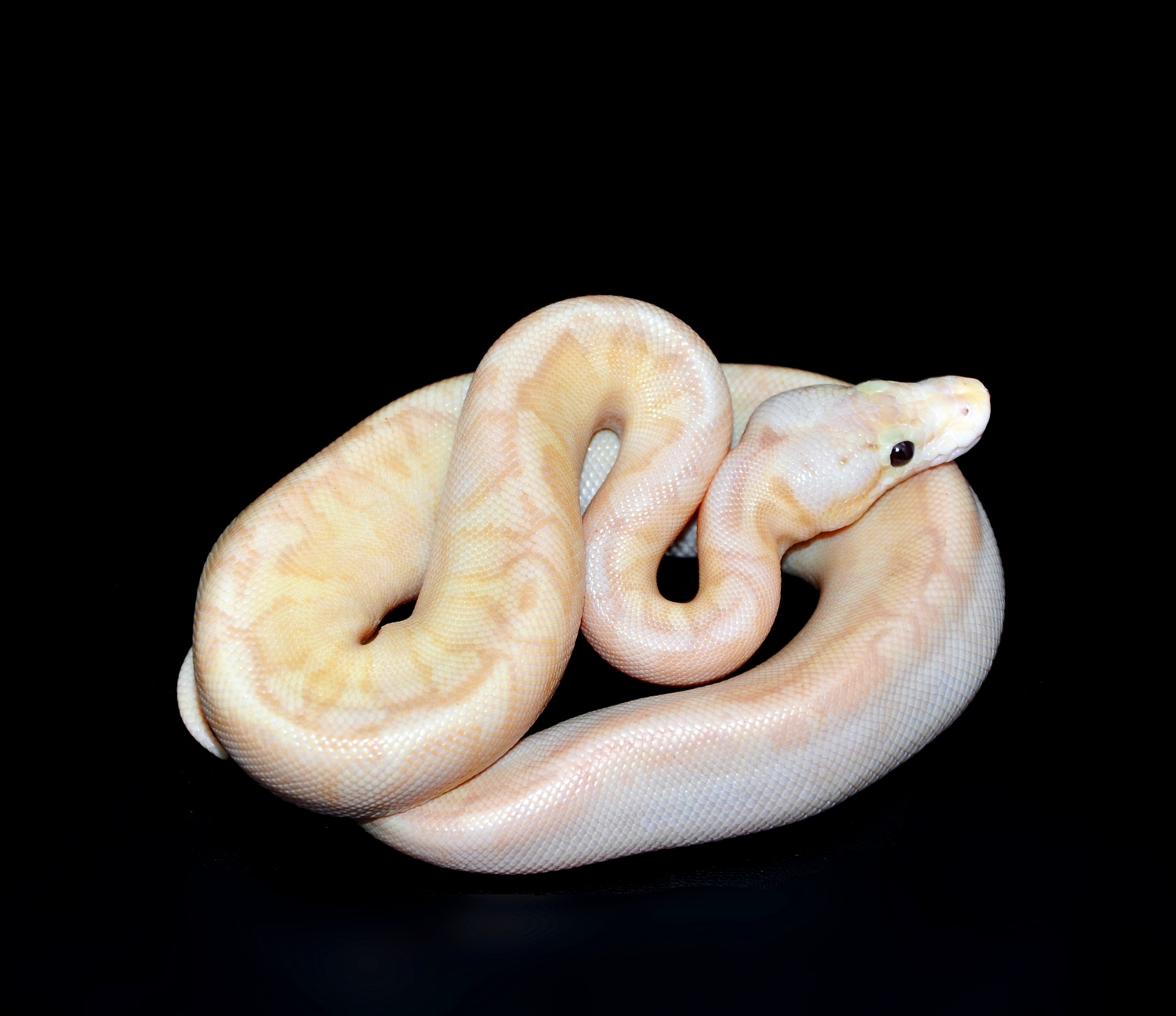 Highway Enchi Banana Bumblebee Ball Python by Marki Reptiles - MorphMarket
