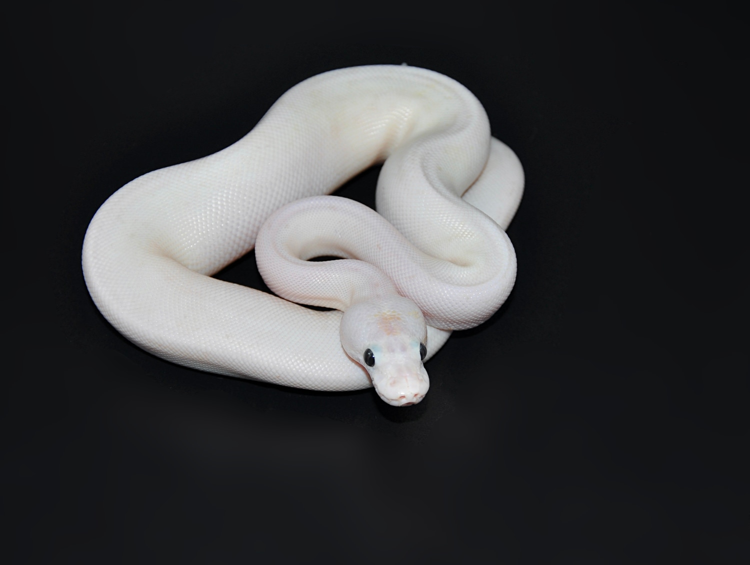 Banana Ivory Plus Ball Python by Marki Reptiles - MorphMarket