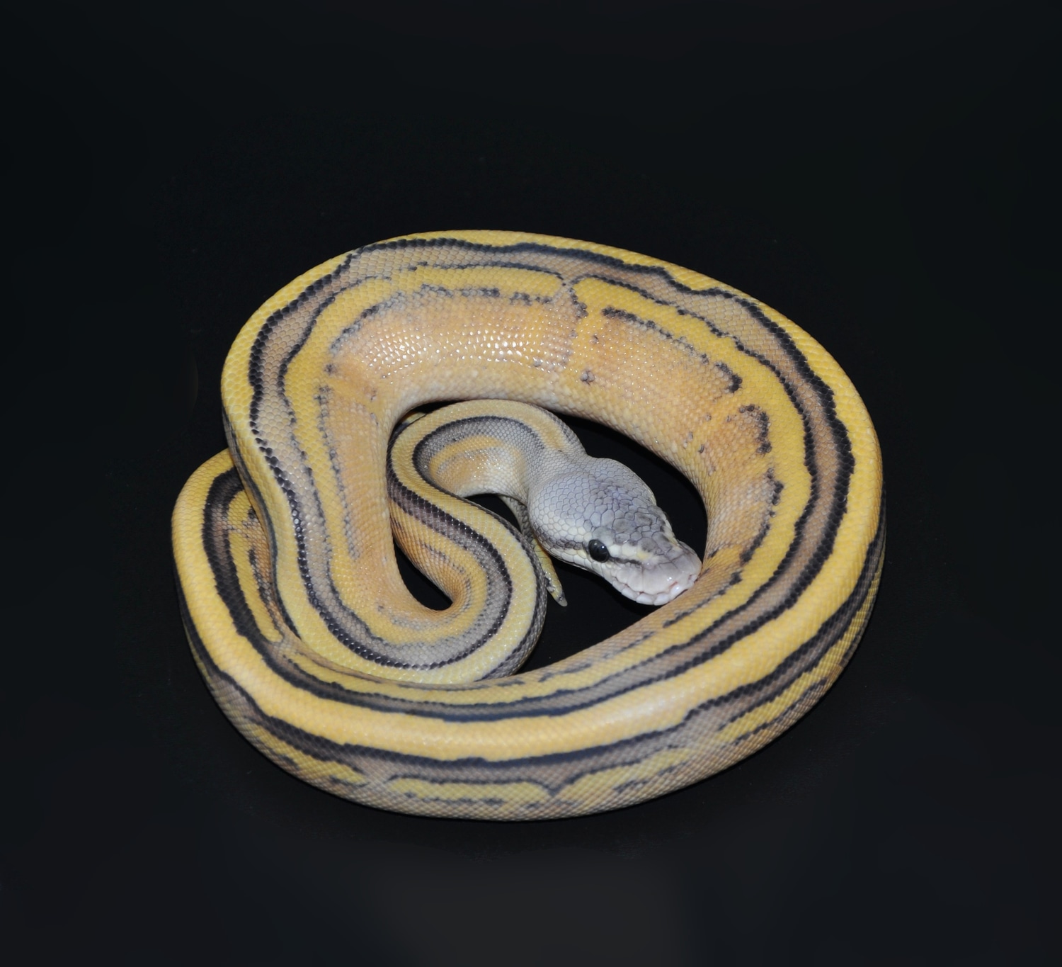 Ghost Genetic Stripe Leopard Super Pastel Yellowbelly Ball Python by ...