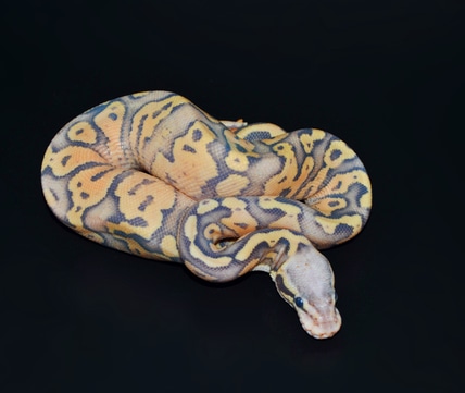 Ghost Genetic Stripe Leopard Super Pastel Yellowbelly Ball Python by ...