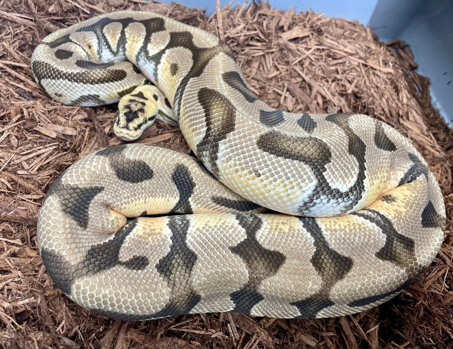 Enchi Blade Het Clown Ball Python by Marki Reptiles - MorphMarket