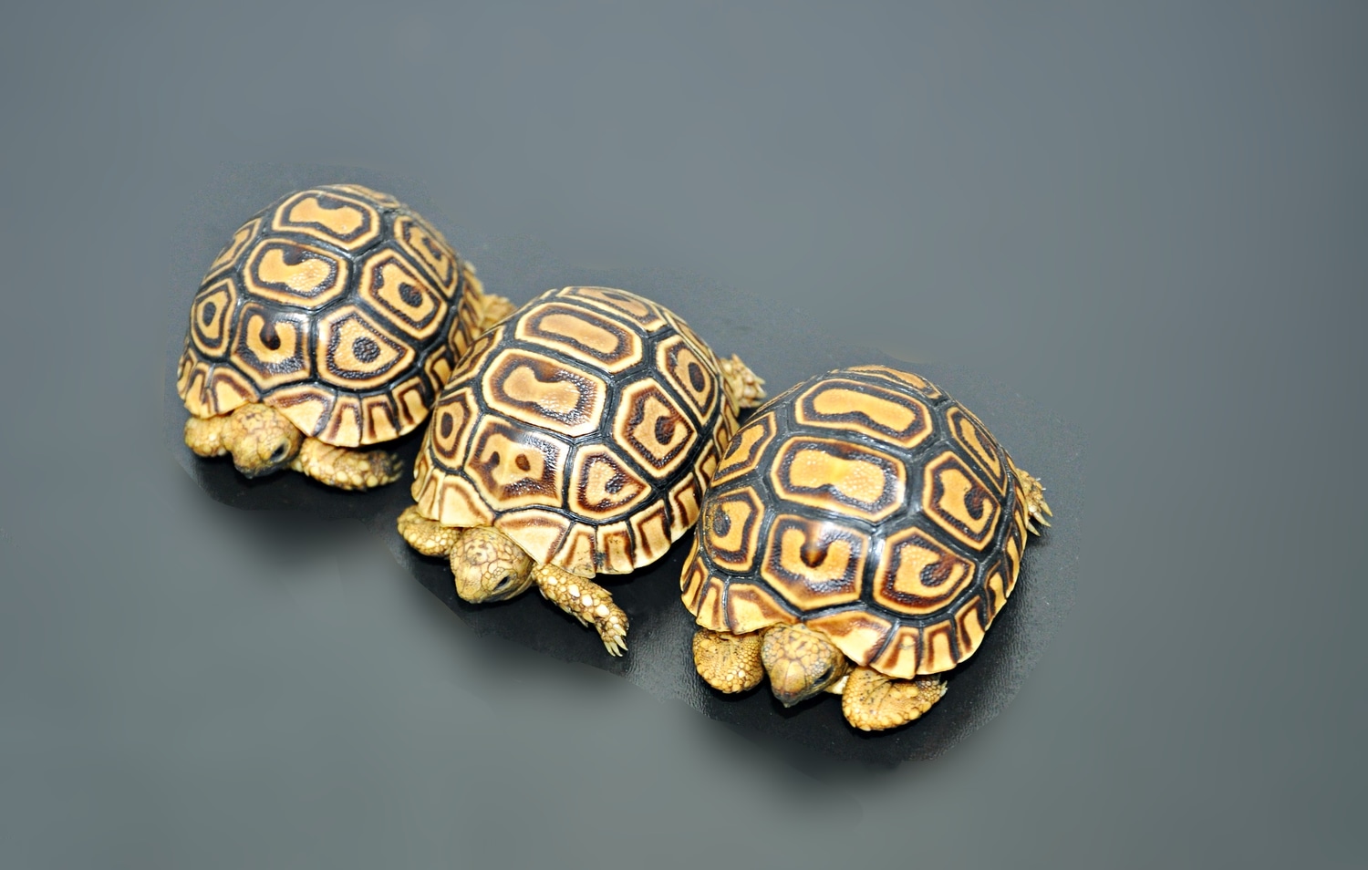 CB Leopards Leopard Tortoise by Marki Reptiles - MorphMarket