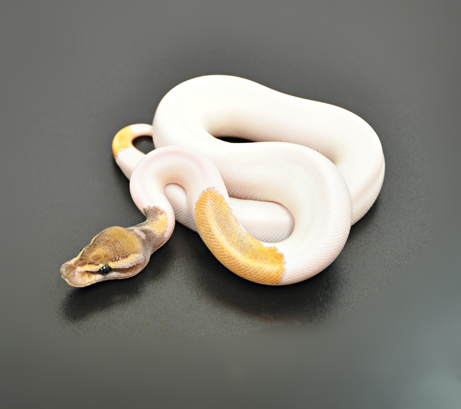 Pastel Mojave Pied Het Ghost Ball Python by Marki Reptiles - MorphMarket