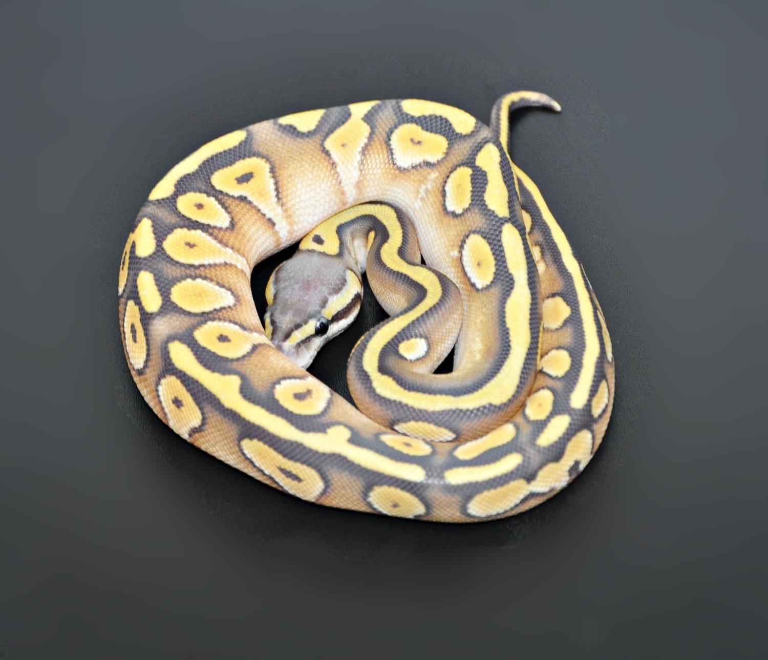 Pastave Ghost Het Pied Ball Python by Marki Reptiles - MorphMarket