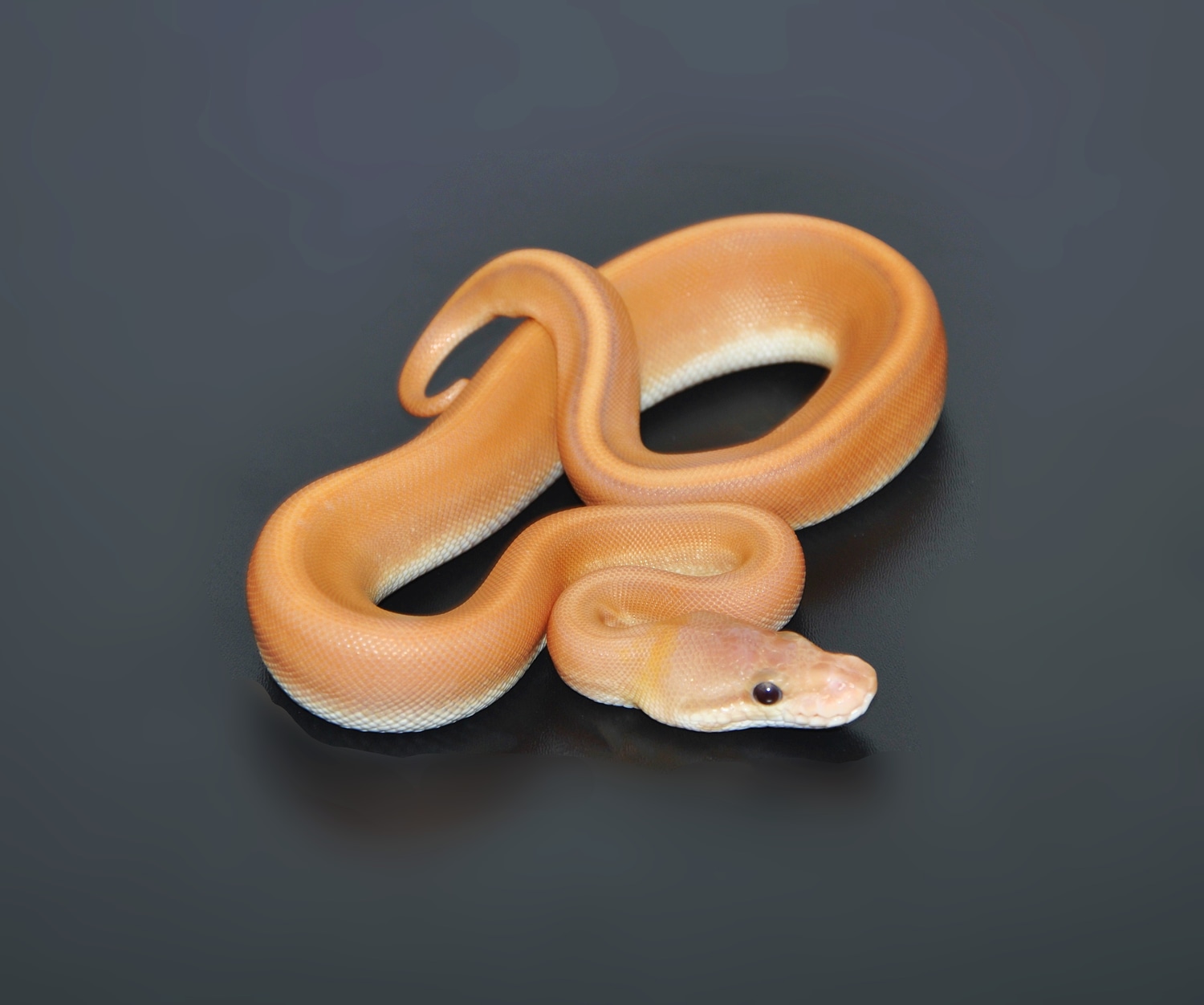 Black Pastel Ultramel Genetic Stripe Ball Python by Marki Reptiles ...