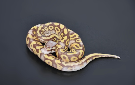 Pastel Fire Calico Ultramel Ball Python by Marki Reptiles - MorphMarket