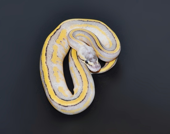 Super Pastel Leopard Yellowbelly Genetic Stripe Ghost Ball Python by ...