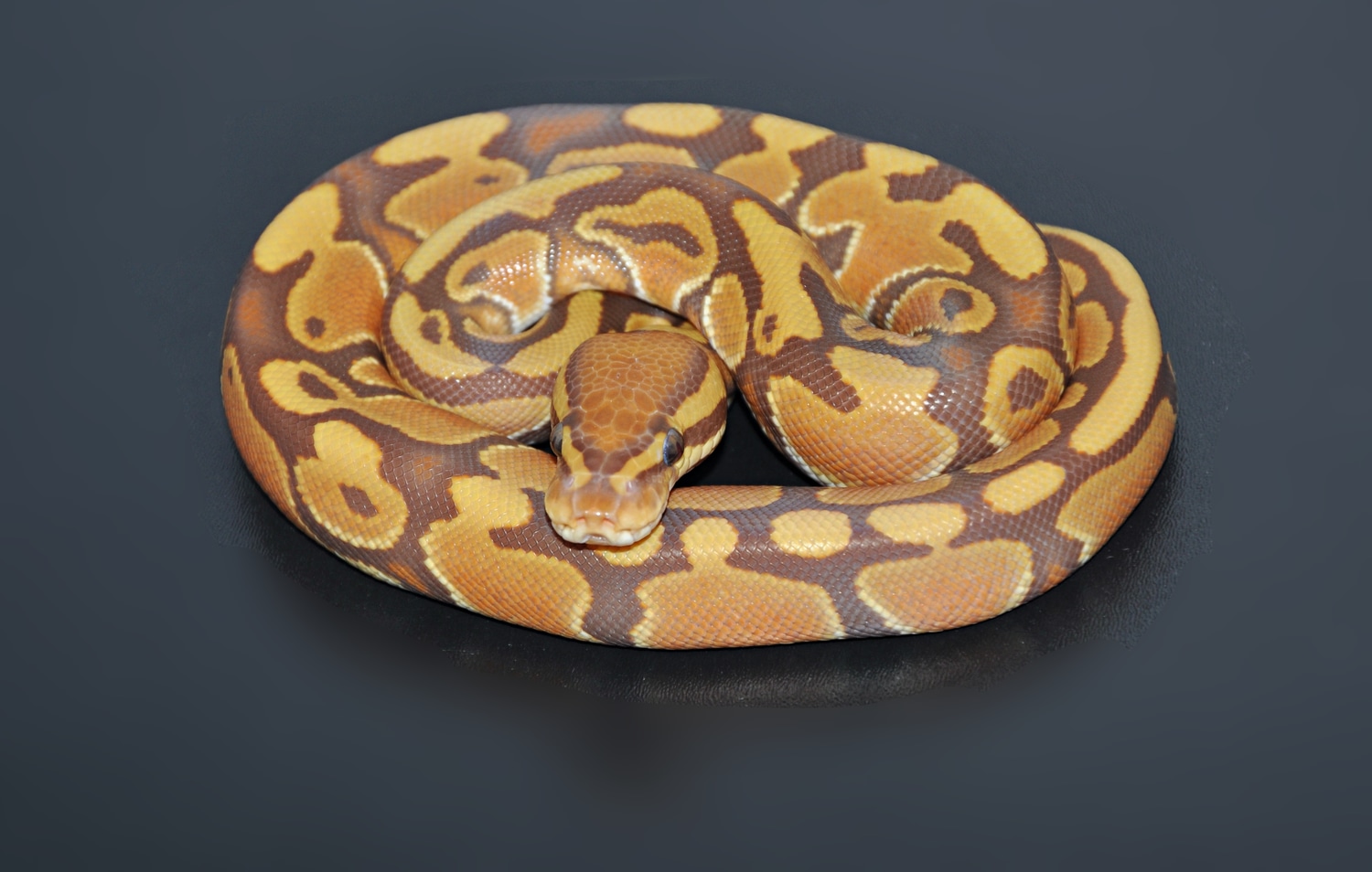 Ultramel Ball Python by Marki Reptiles - MorphMarket
