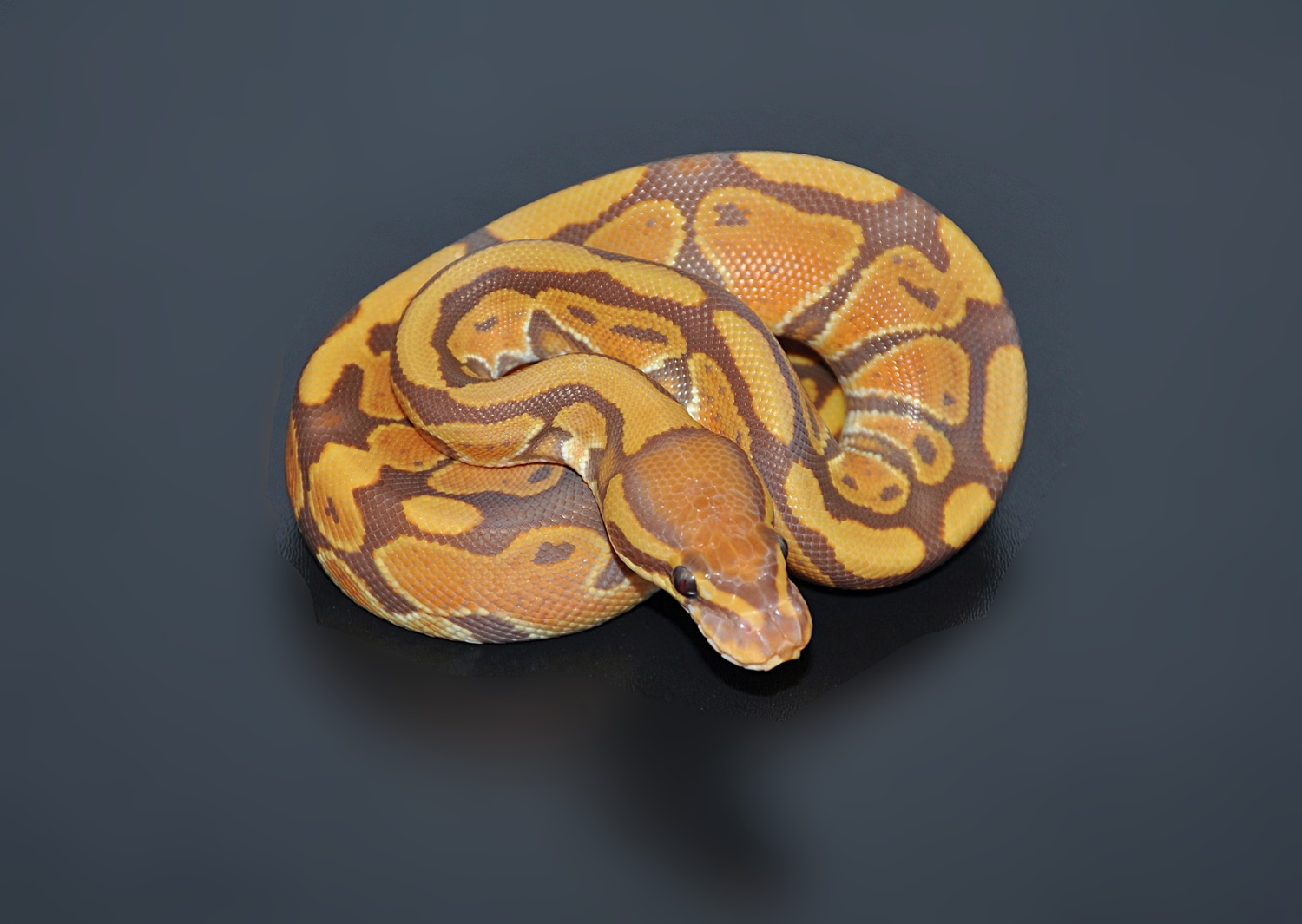 Ultramel 1 Ball Python by Marki Reptiles - MorphMarket