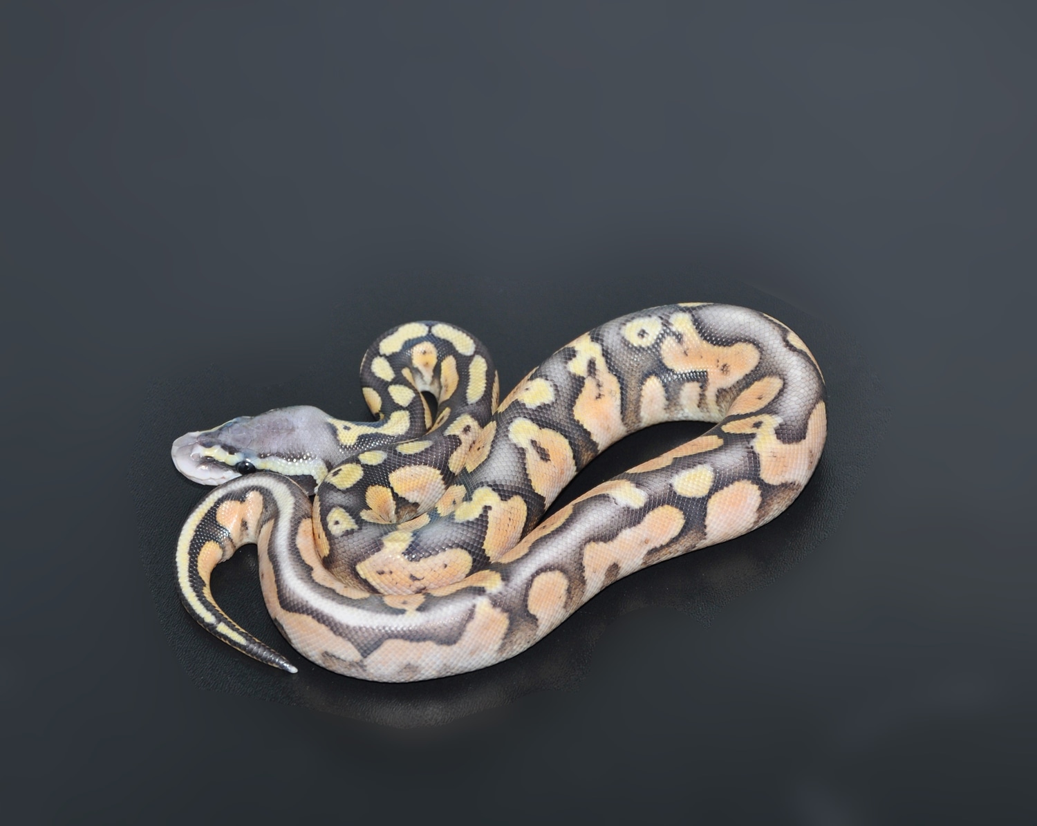 Firefly Calico Ghost Ball Python by Marki Reptiles - MorphMarket