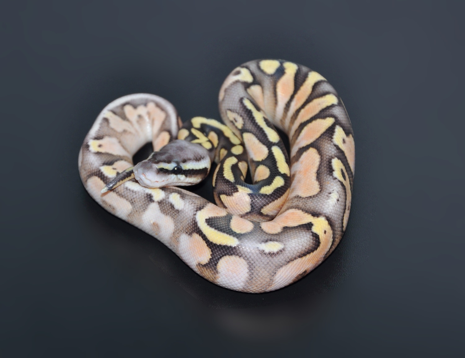 Firefly Calico Ghost Ball Python by Marki Reptiles - MorphMarket