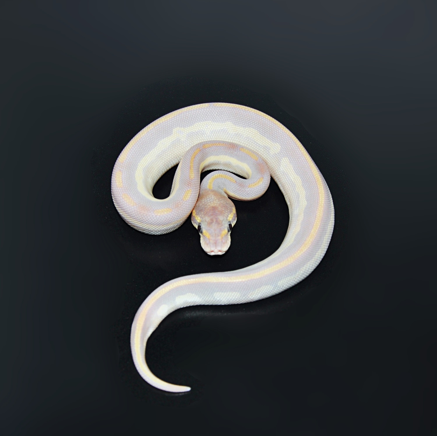 Leopard Crystal Ghost 2 Ball Python by Marki Reptiles - MorphMarket