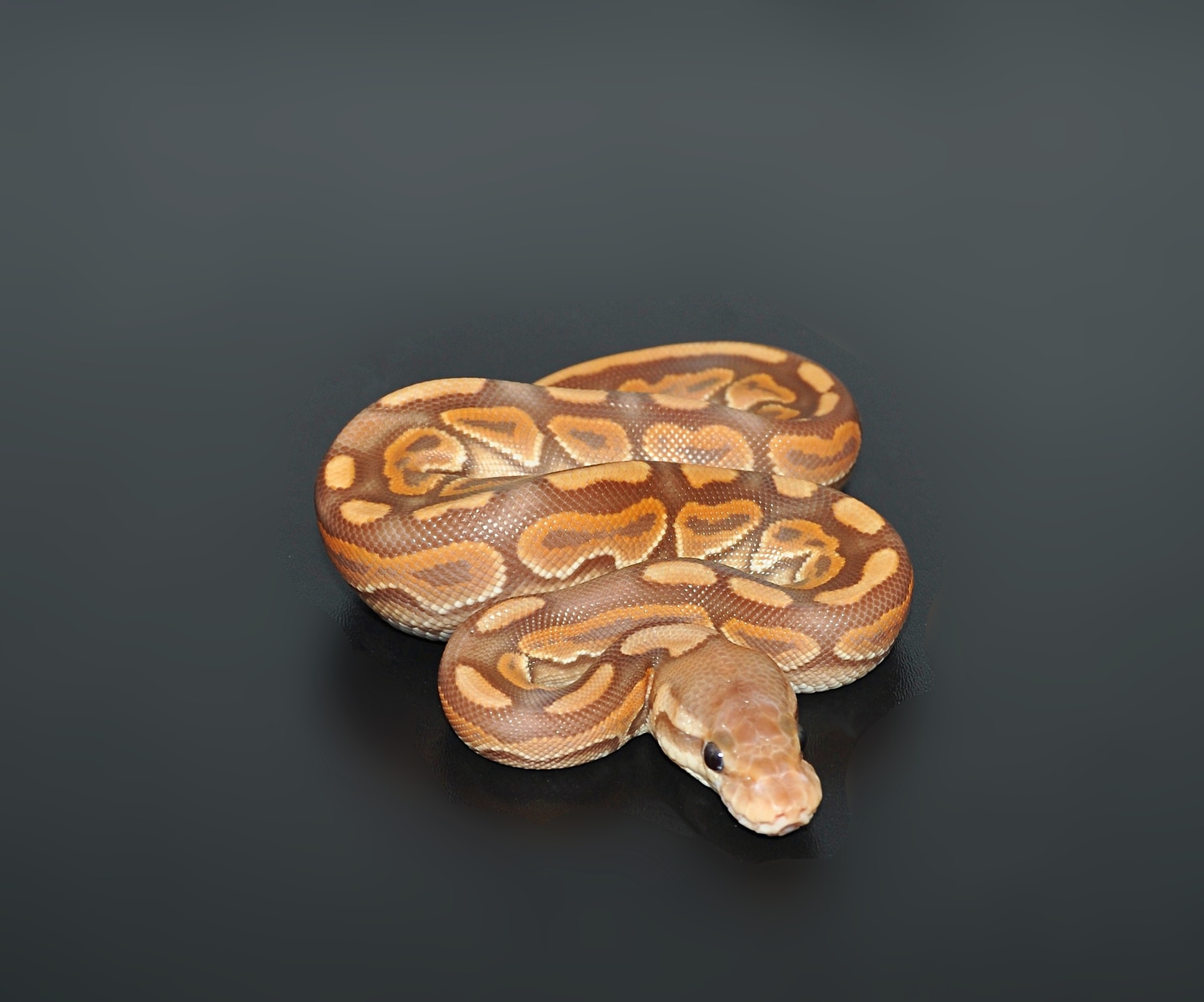 Black Pastel Ultramel Ball Python by Marki Reptiles - MorphMarket