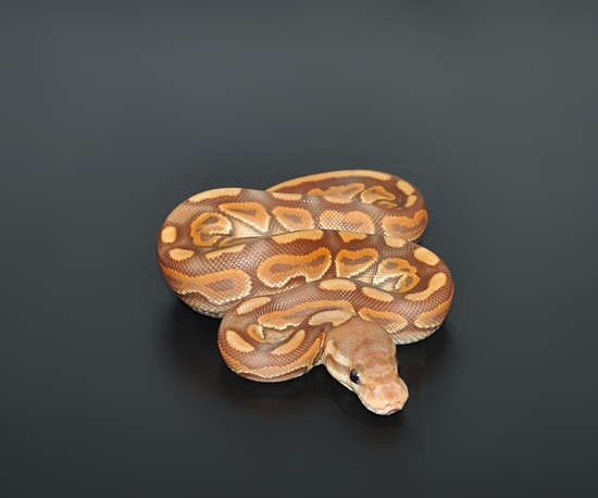 Black Pastel Ultramel Ball Python by Marki Reptiles