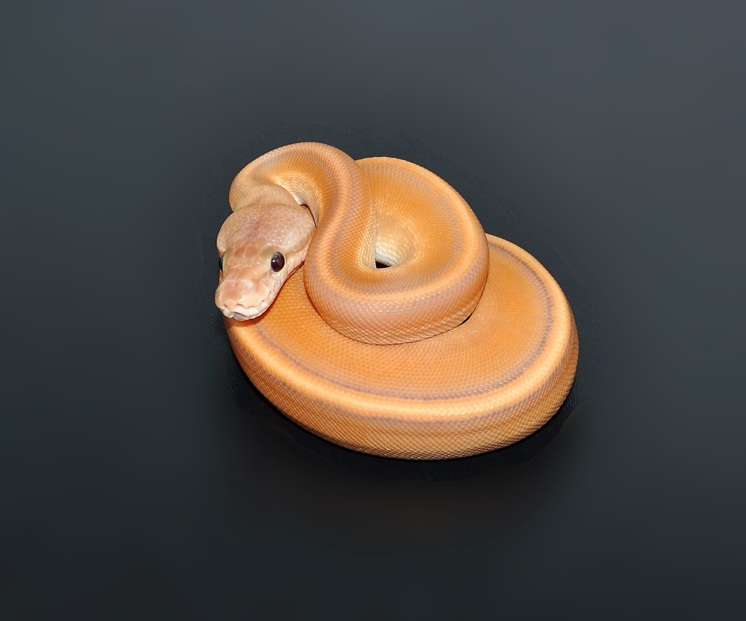 Black Pastel Ultramel Genetic Stripe Ball Python by Marki Reptiles ...