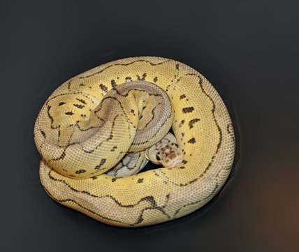 Marki Reptiles - MorphMarket