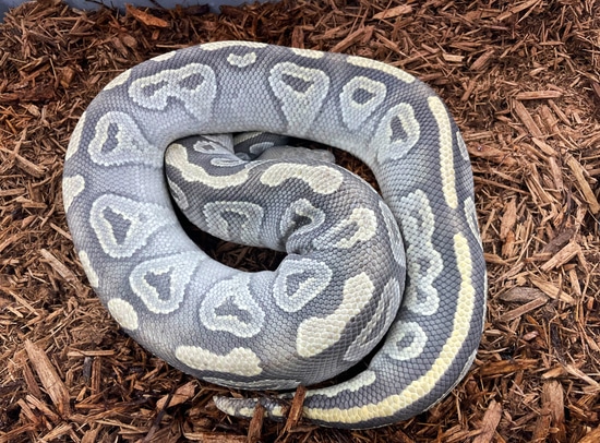 Mojave Ghost Ball Python by Marki Reptiles
