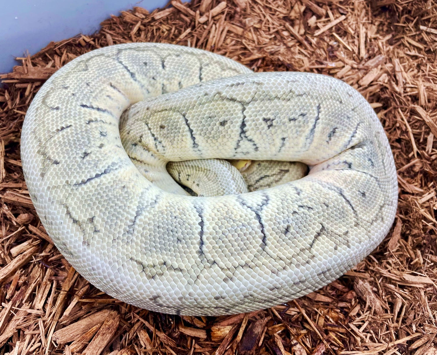 Lemonblast Ghost Ball Python by Marki Reptiles - MorphMarket