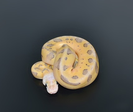 Marki Reptiles - MorphMarket