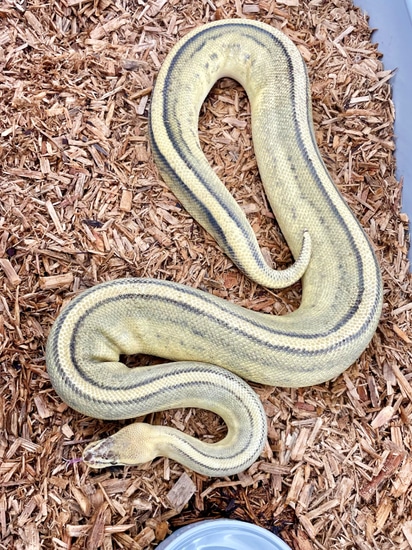Pastel Leopard Genetic Stripe Ghost Ball Python by Marki Reptiles