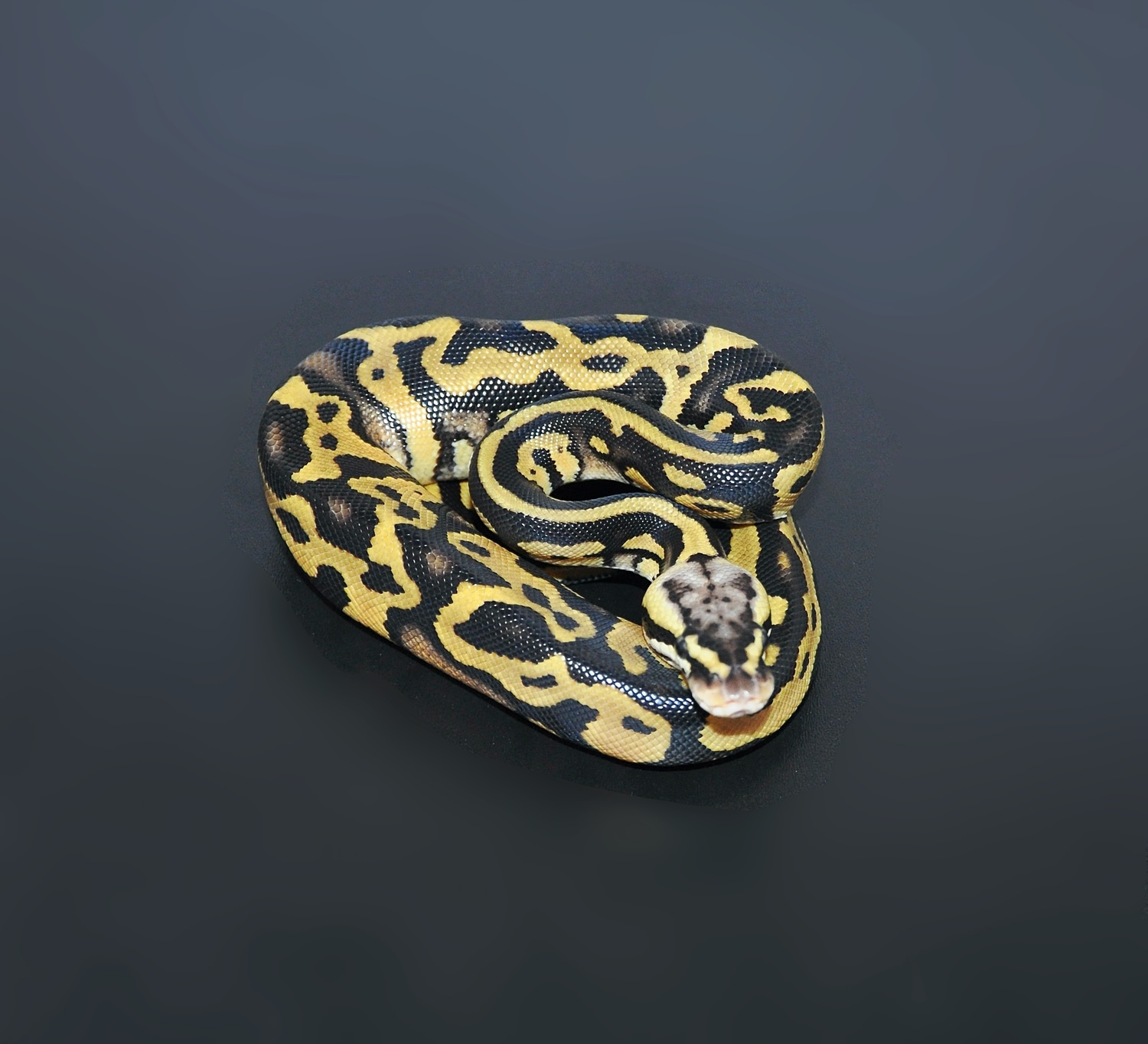 Pastel Spotnose Leopard Het Clown Het Genetic Stripe Het Ghost Ball Python by Marki Reptiles ...