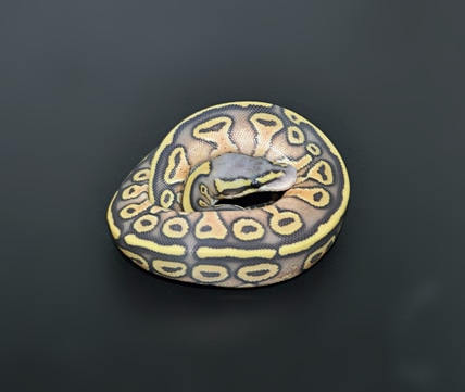 Marki Reptiles - MorphMarket