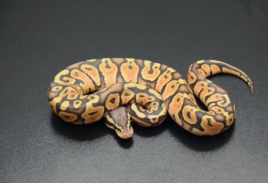 Noco Special Pastel Ghost Ball Python by Marki Reptiles