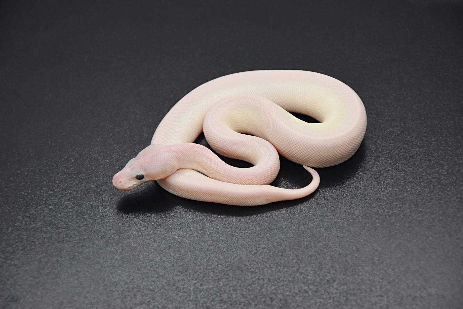 Super Mojave Leopard Ghost Ball Python by Marki Reptiles - MorphMarket