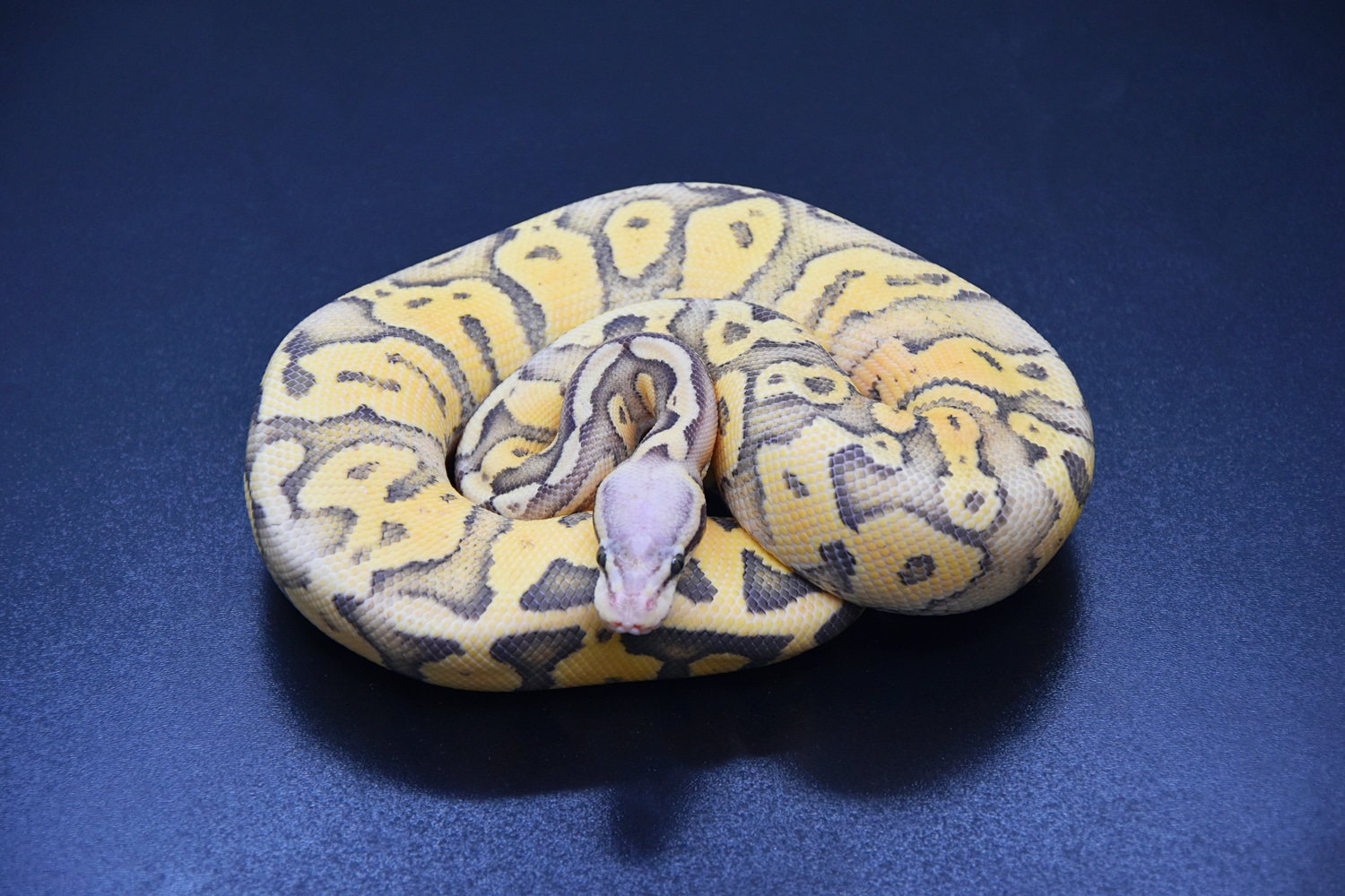 Superfly Leopard Ghost Ball Python by Marki Reptiles - MorphMarket