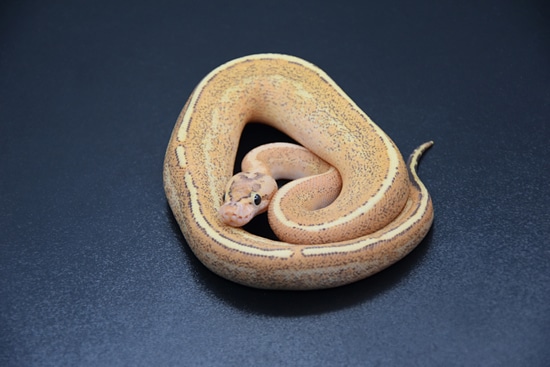 Super Spark 50% Het Ultramel Ball Python by Marki Reptiles