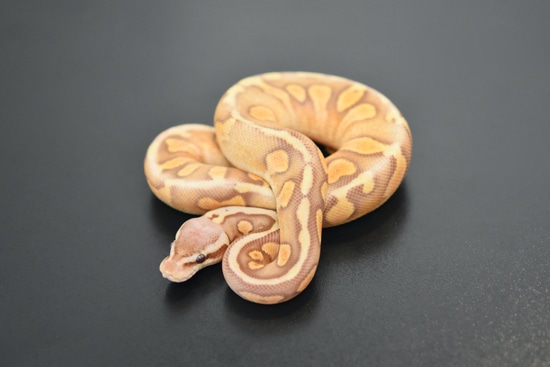 Ultramel Ghost Super Pastel Calico Ball Python by Marki Reptiles