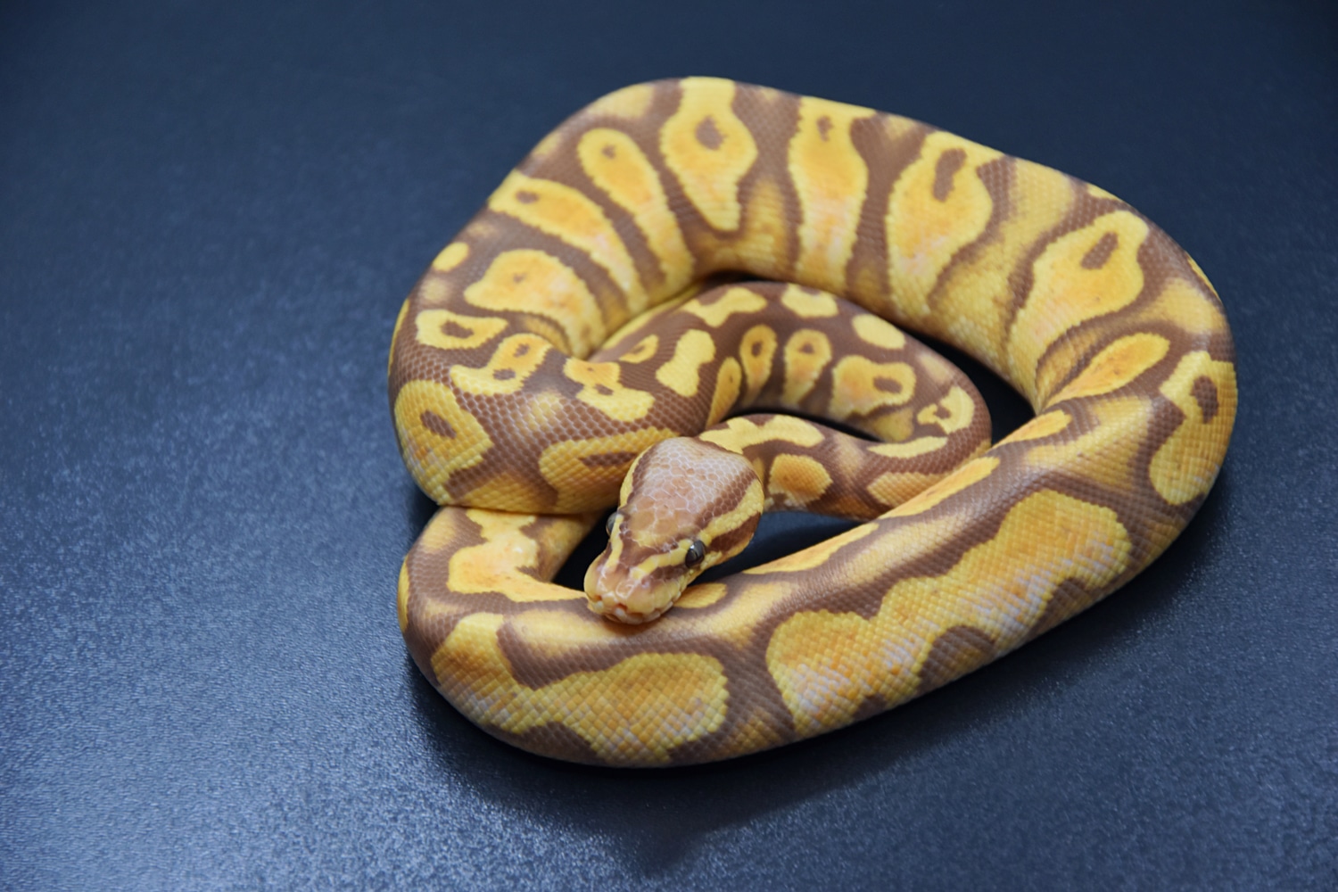 Pastel Yellowbelly Calico Ultramel Ball Python by Marki Reptiles ...