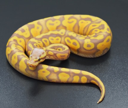 Marki Reptiles - MorphMarket