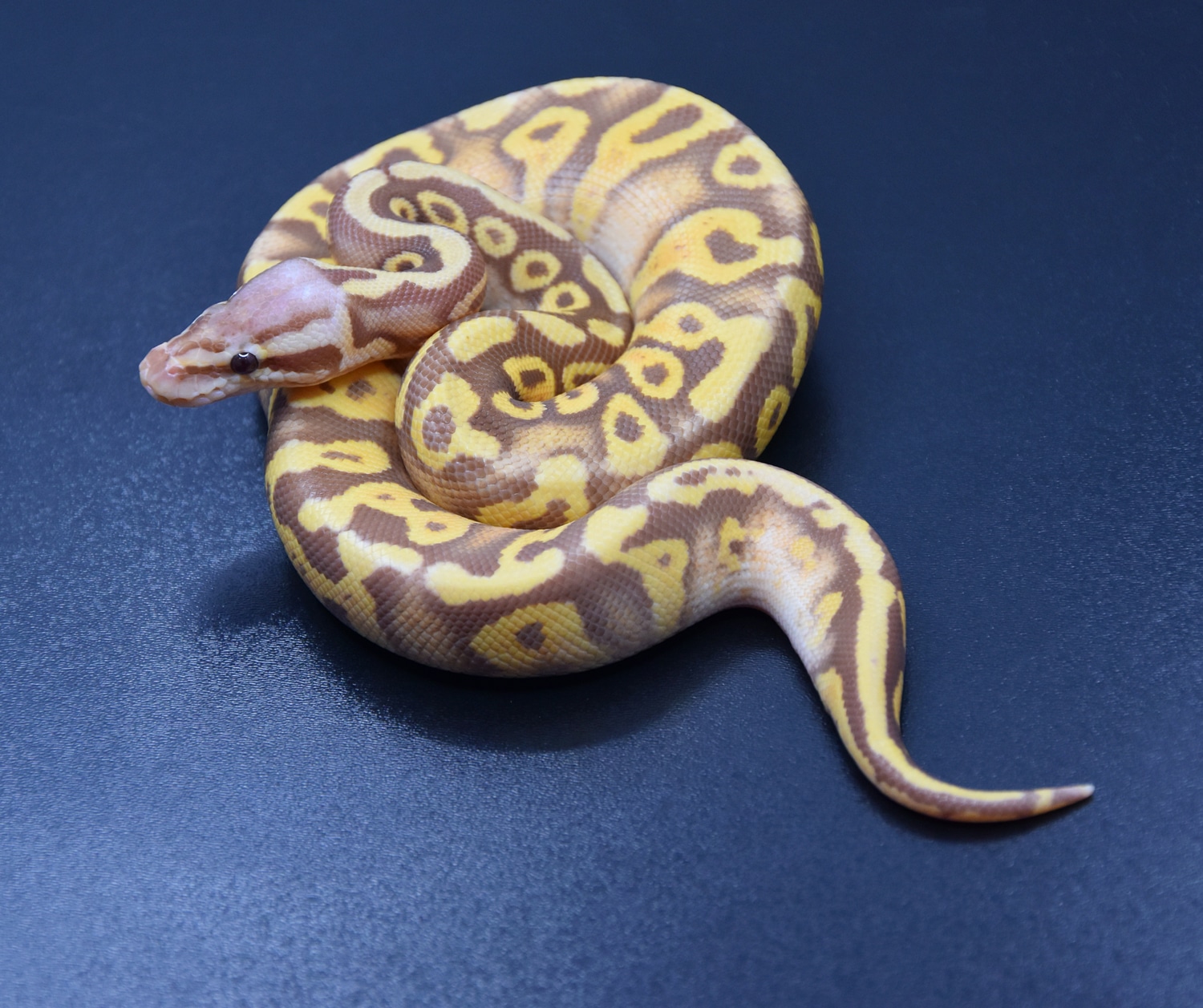 Pastel Fire Calico Ultramel Ball Python by Marki Reptiles - MorphMarket